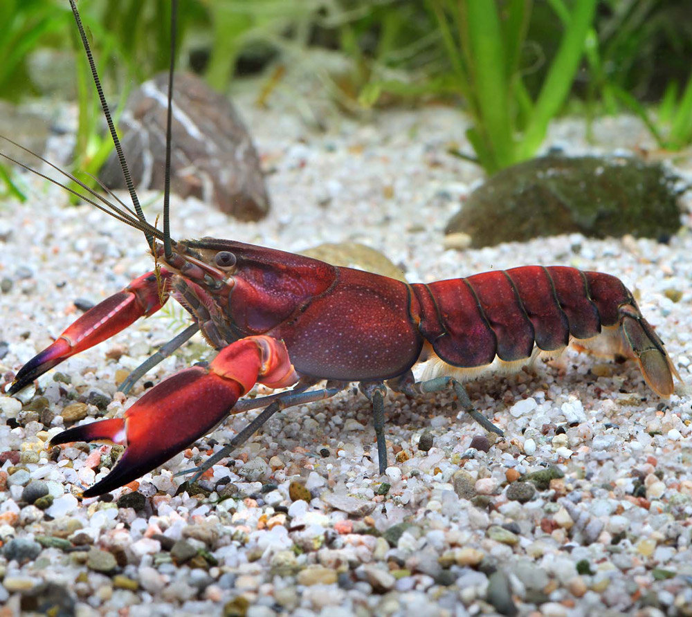 Ecrevisse Cherax boesemani Red Brick - Articles pour animaux — Prix ...